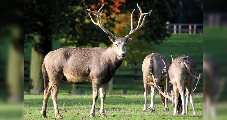 10 Animals that are Extinct in the Wild, But are Grown in Captivity