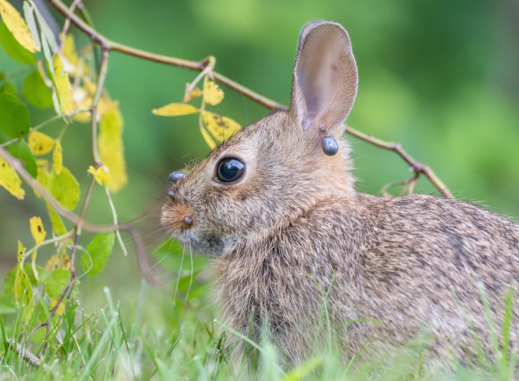 Colorado Horned Rabbits in Fort Collins Are Growing “Horns”