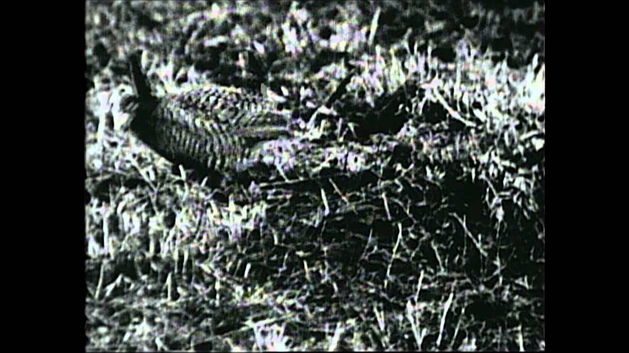 10 Rare Footage And Photographs Of Extinct Animals